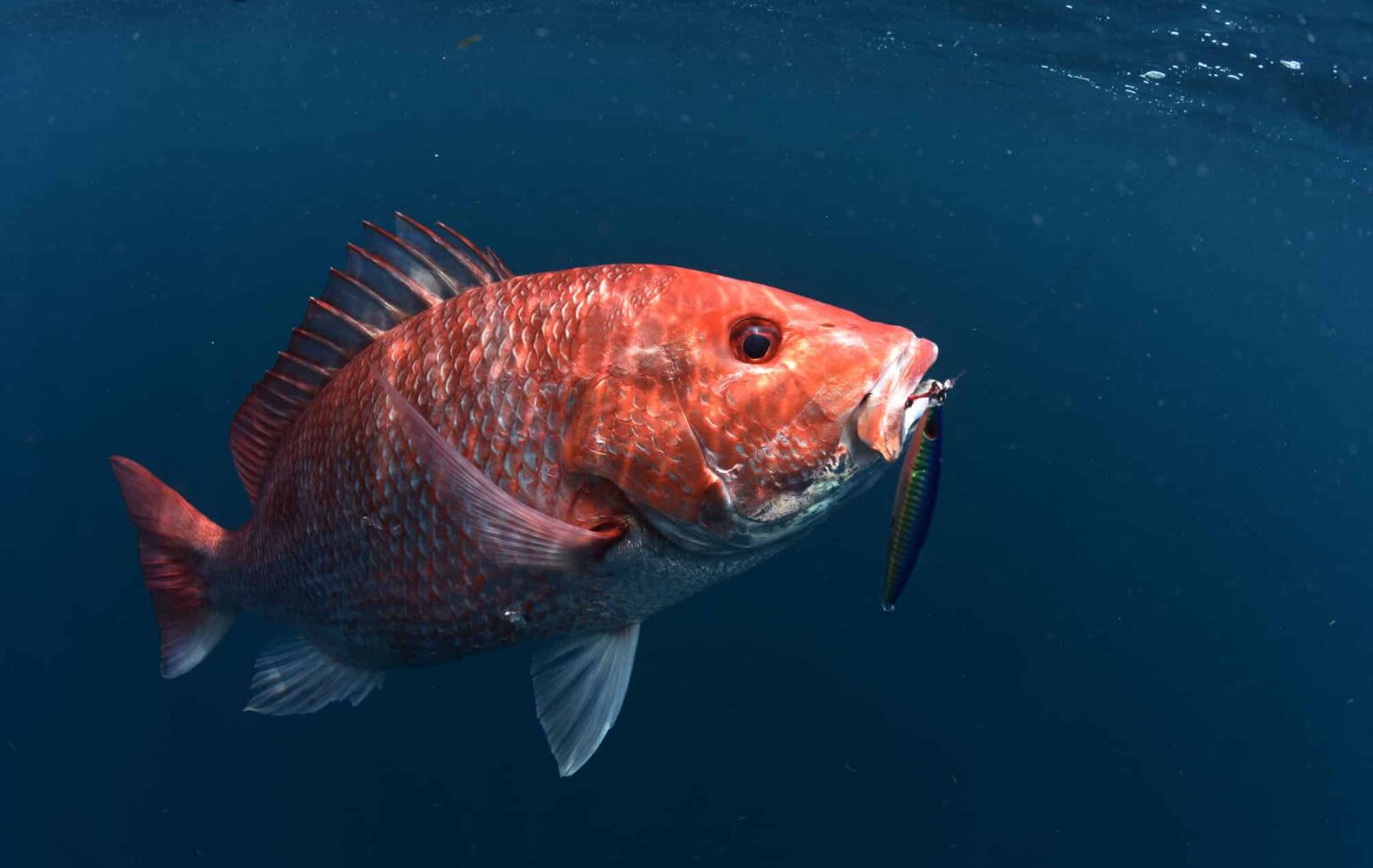 Added Opportunities for Gulf Coast Anglers this 2025 Snapper Season ...